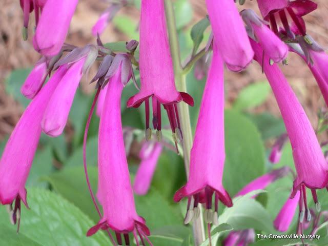 Photo of the bloom of Cape Fuchsia (Phygelius aequalis Sensation ...