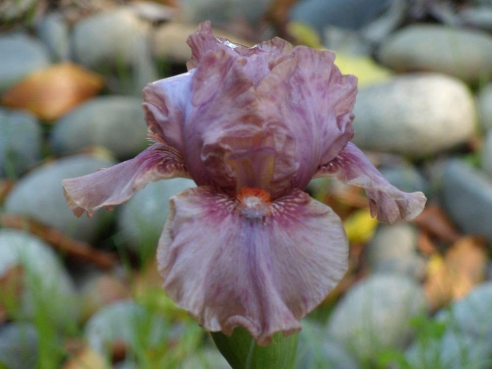 Intermediate Bearded Iris (Iris 'Here We Go') in the Irises Database ...