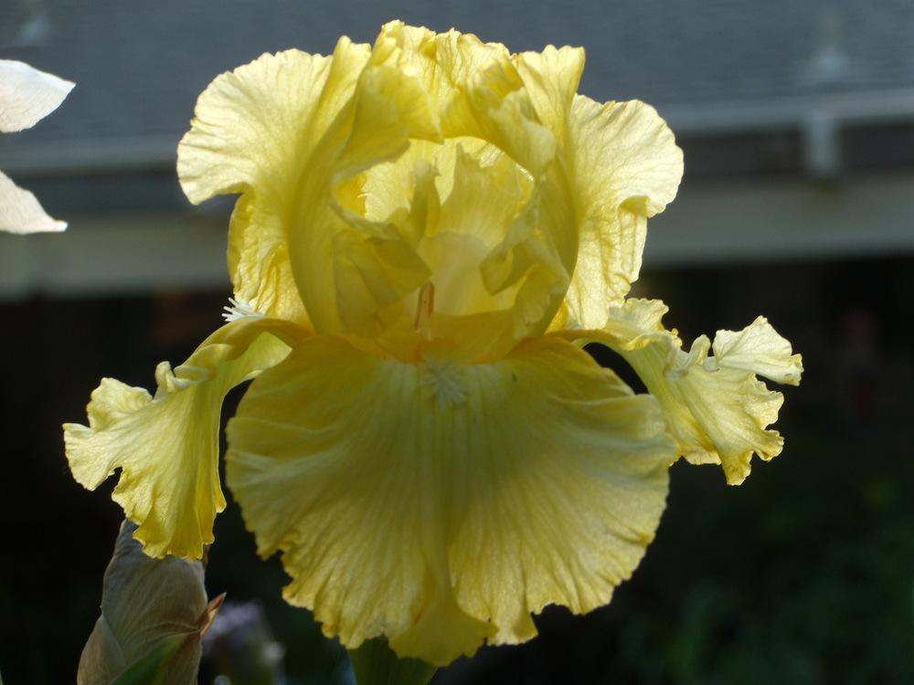 Photo of the bloom of Tall Bearded Iris (Iris 'Sun Shine In') posted by ...