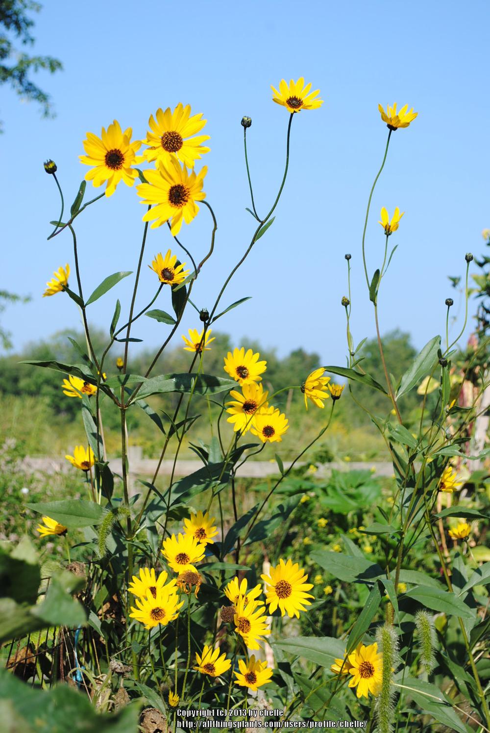 Photo of the bloom of Prairie Sunflower (Helianthus pauciflorus) posted ...