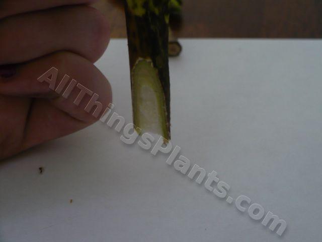 Simple Guide to Grafting Tree Peonies - Garden.org