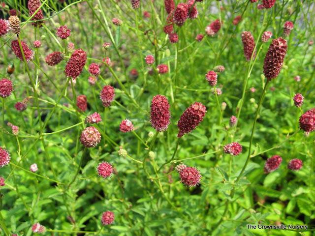 Canadian Burnet (Sanguisorba canadensis 'Red Thunder') - Garden.org