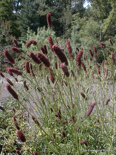 Photo of the entire plant of Japanese Bottlebrush (Poterium obtusum ...