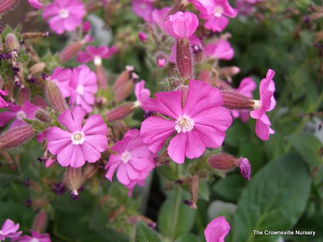 Photo of the bloom of Catchfly (Silene 'Rolly's Favorite') posted by ...