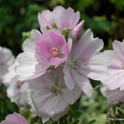 Checker Mallow (Sidalcea malviflora 'Little Princess') - Garden.org