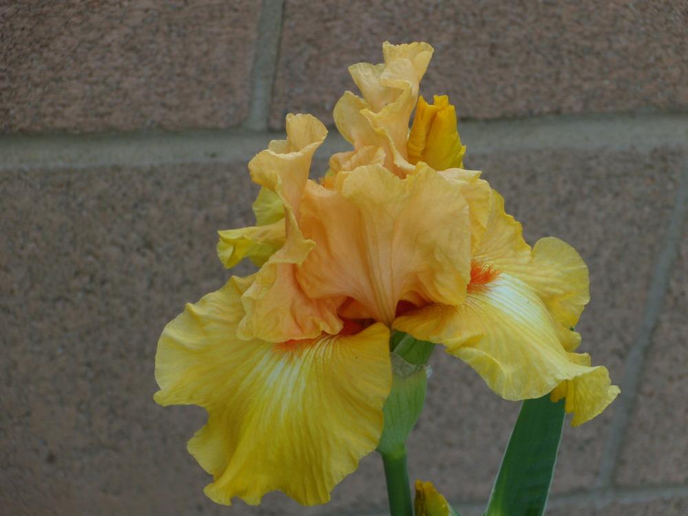 Photo of the bloom of Tall Bearded Iris (Iris 'Leading Light') posted ...