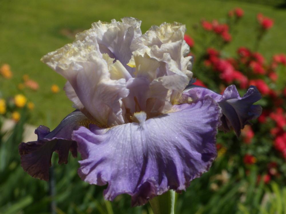 Tall Bearded Iris (Iris 'Tango to the Moonlight') in the Irises Database - Garden.org