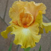 Photo of the bloom of Tall Bearded Iris (Iris 'Leading Light') posted ...