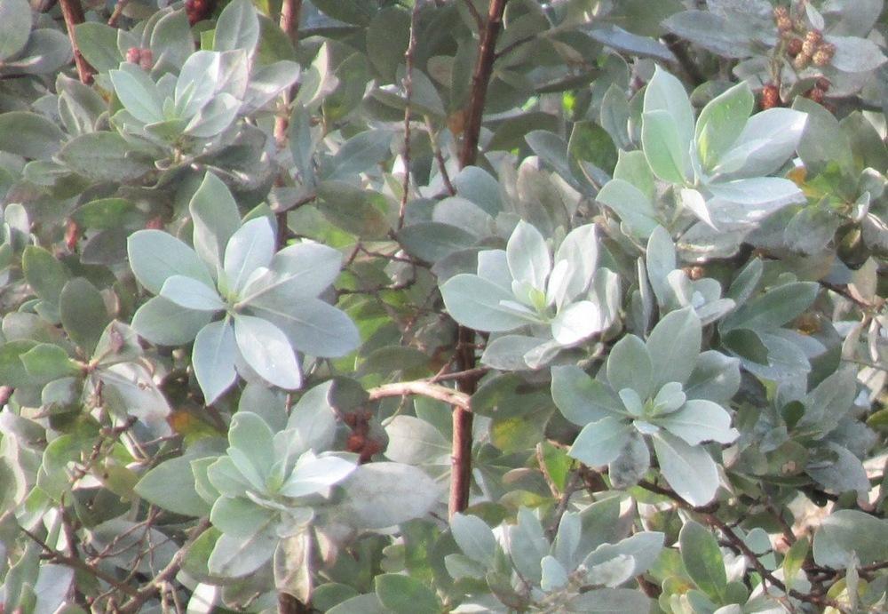 Photo of the leaves of Silver Buttonwood (Conocarpus erectus f ...