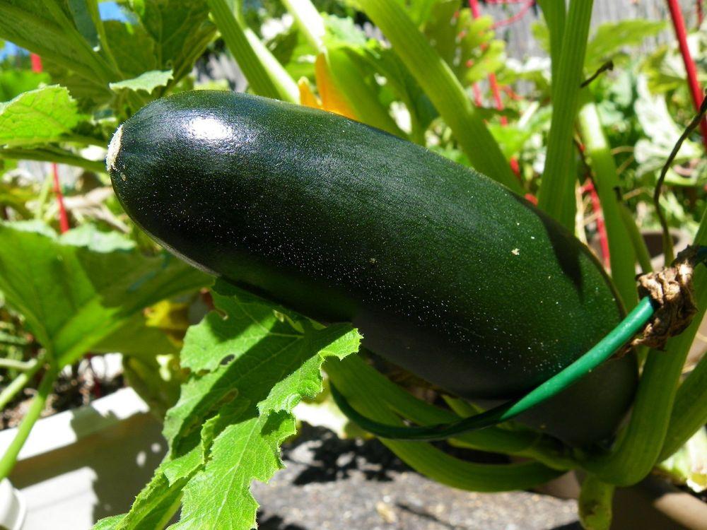 Zucchini (Cucurbita pepo 'Elite') in the Gourds, Squashes and Pumpkins ...