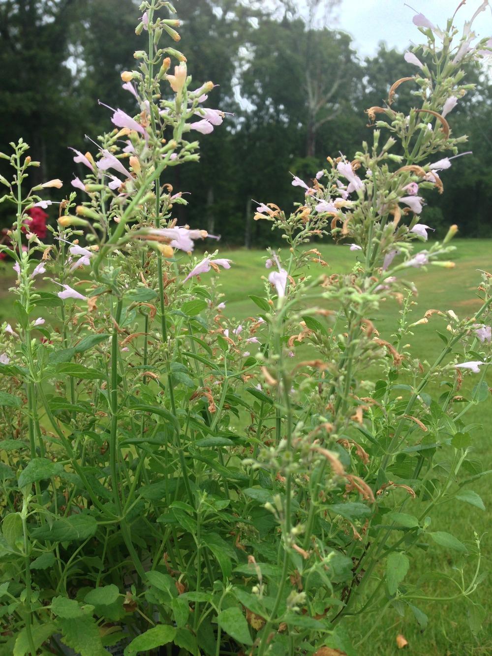 Photo of the entire plant of Hummingbird Mint (Agastache aurantiaca ...