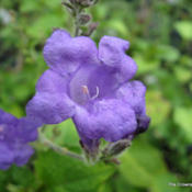 Photo of the entire plant of Deep-Blue Curved Bells (Strobilanthes ...