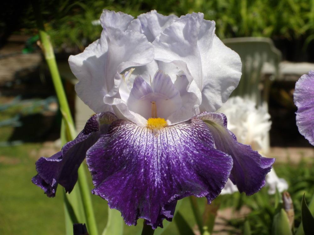 Photo of the bloom of Tall Bearded Iris (Iris 'Let It Rain') posted by ...