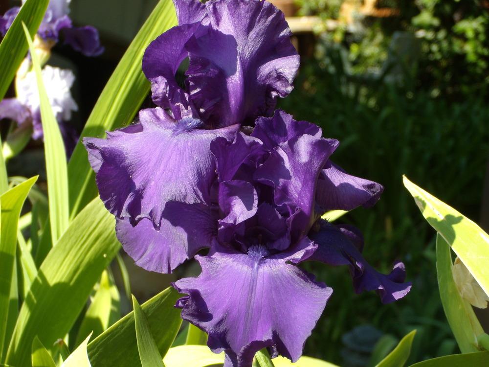 Photo of the bloom of Tall Bearded Iris (Iris 'Dusky Challenger ...