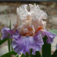 Photo of the bloom of Tall Bearded Iris (Iris 'Devilicious') posted by ...