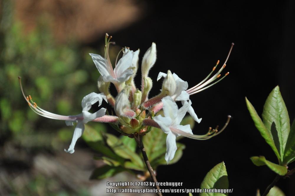 Photo of the bloom of Alabama Azalea (Rhododendron alabamense) posted ...