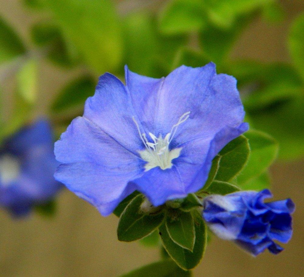 Photo of the bloom of Blue Daze (Evolvulus glomeratus) posted by ...