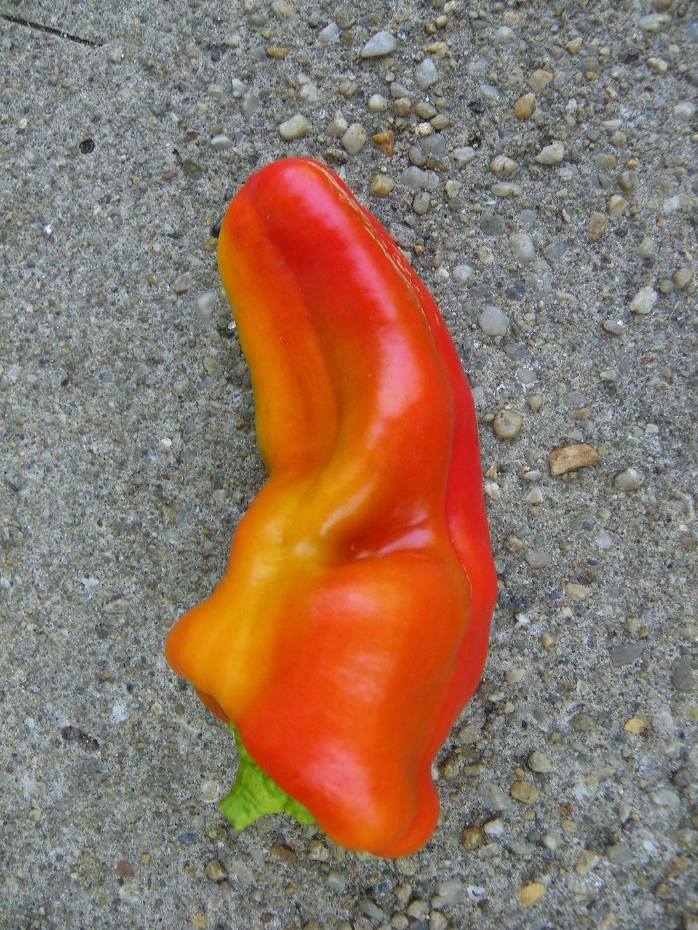 Photo of the fruit of Sweet Pepper (Capsicum annuum 'Italianelle Sweet ...