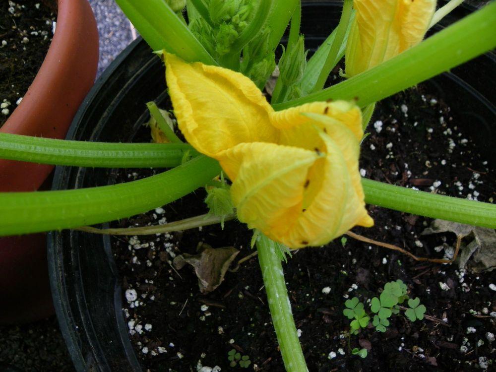Photo of the bloom of Summer Squash (Cucurbita pepo 'Saffron') posted ...