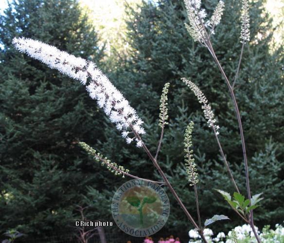 Photo of the bloom of Bugbane (Actaea racemosa 'Atropurpurea') posted ...