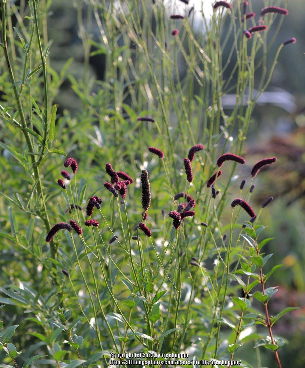 Photo of the bloom of Japanese Burnet (Poterium tenuifolium 'Purpurea ...