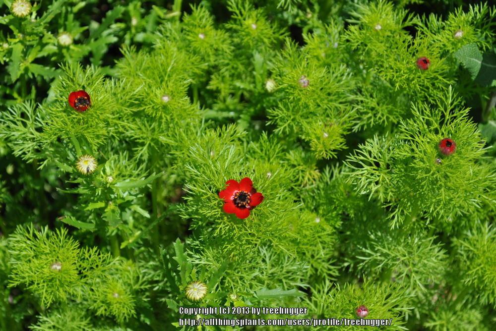 Adonis microcarpa - Garden.org