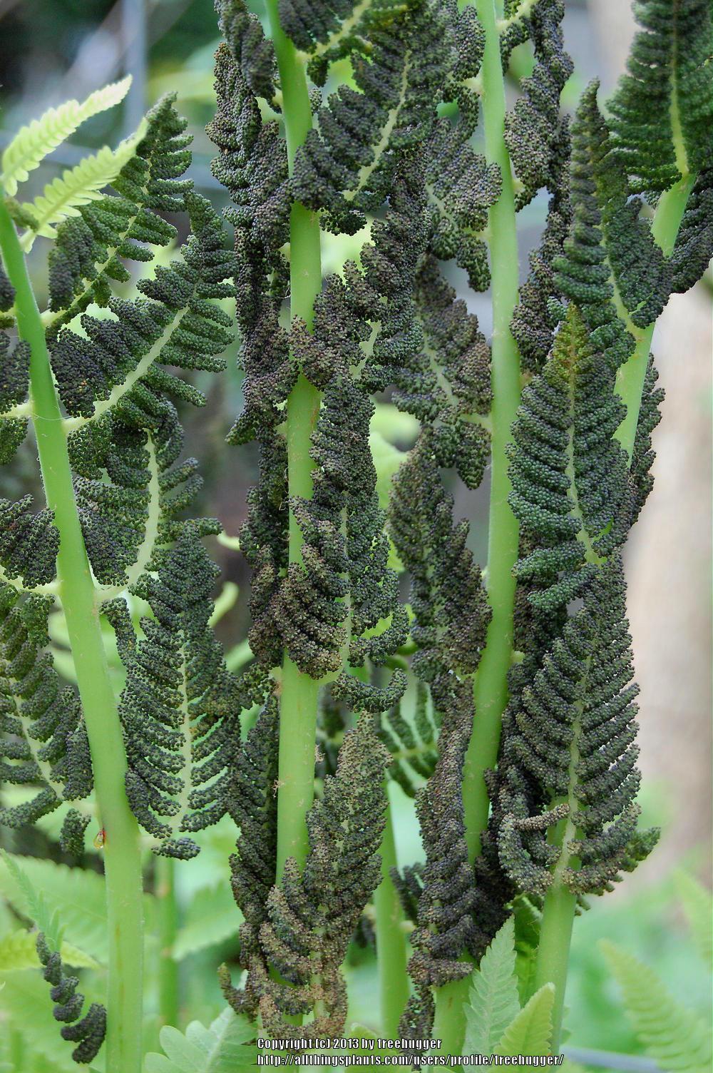 Photo of the fruit of Interrupted Fern (Osmunda claytoniana) posted by ...