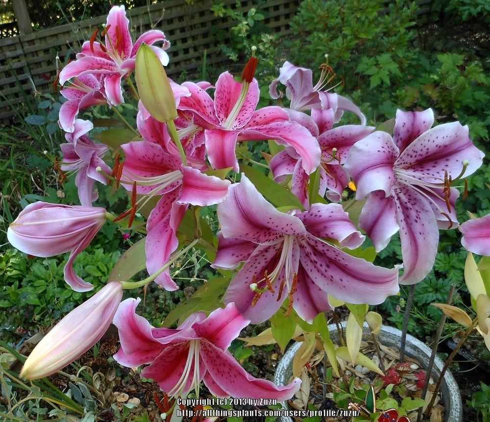 Lily (Lilium 'Colorado') in the Lilies Database - Garden.org