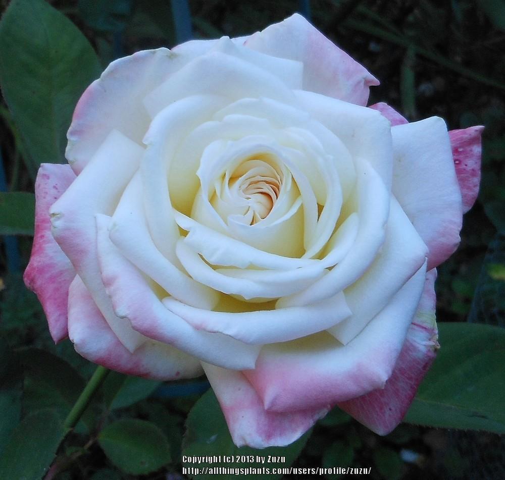 Rose (Rosa 'Helen Naude') in the Roses Database - Garden.org