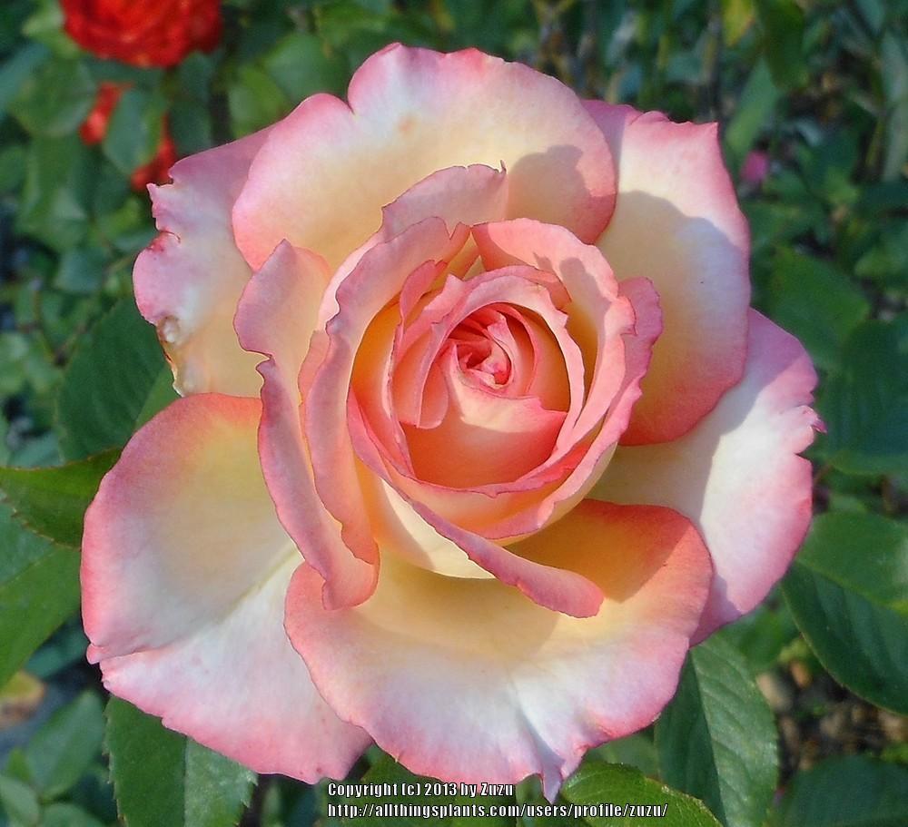 Rose (Rosa 'Nina Nadine') in the Roses Database - Garden.org