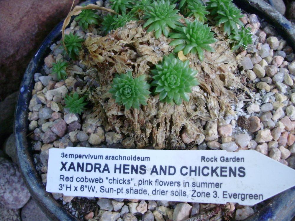 Link for Xandra in Comment concerning Hen and Chicks (Sempervivum 'Red ...