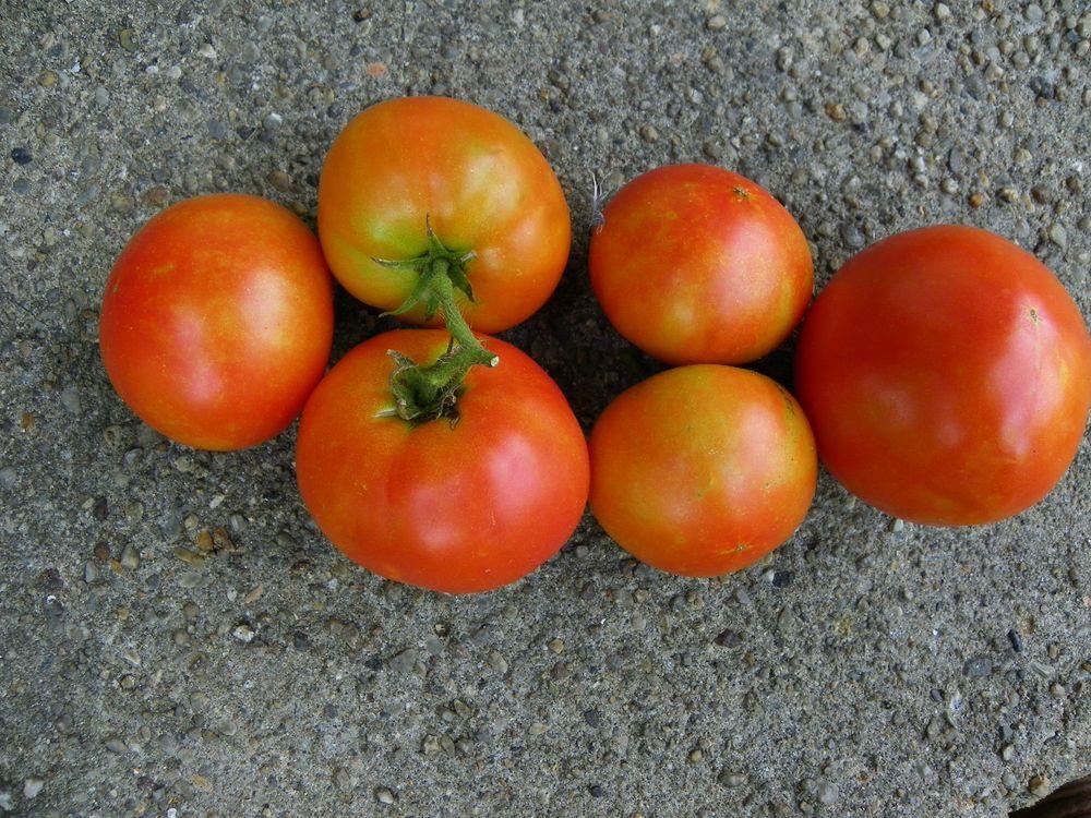 Photo of the fruit of Tomato (Solanum lycopersicum 'Supersonic') posted ...