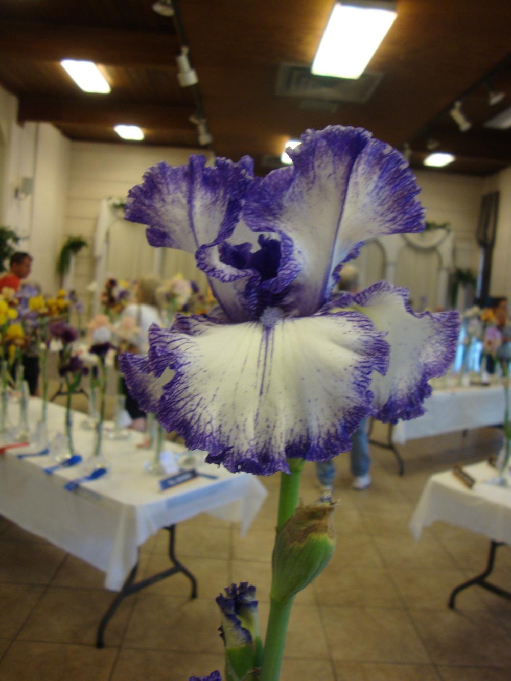 Photo of the bloom of Tall Bearded Iris (Iris 'Ink Patterns') posted by ...