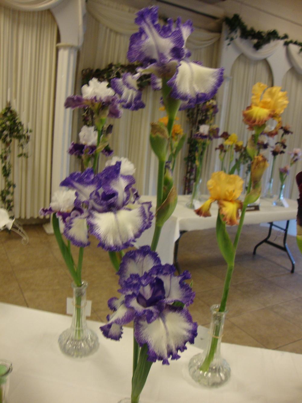 Photo of the bloom of Tall Bearded Iris (Iris 'Ink Patterns') posted by ...