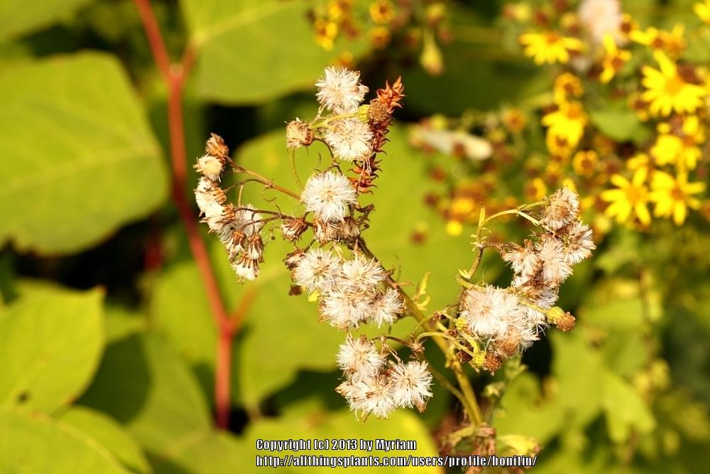 Photo of the seeds of Tansy Ragwort (Jacobaea vulgaris) posted by ...