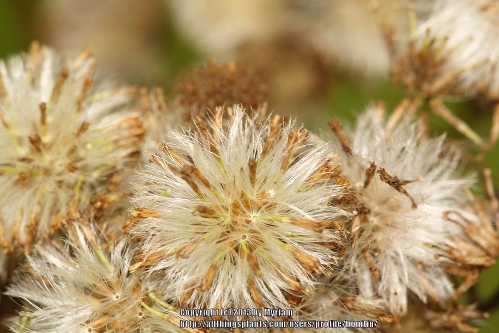 Photo of the seeds of Tansy Ragwort (Jacobaea vulgaris) posted by ...
