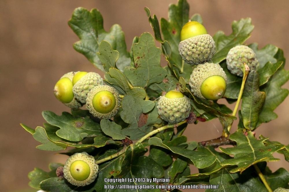 Oak Tree Seed Pods