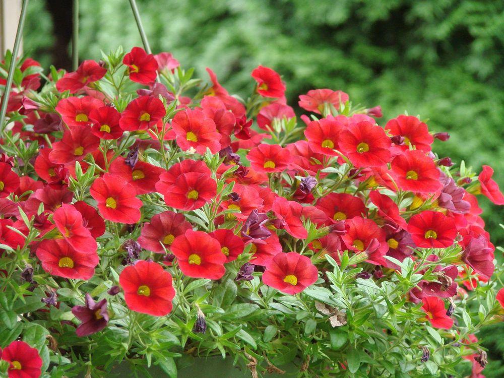 Million Bells (Calibrachoa Aloha® Kona Dark Red) in the Calibrachoas ...