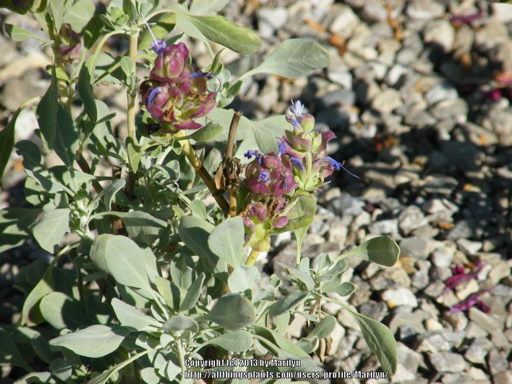 Giant Purple Sage (Salvia pachyphylla 'Blue Flame') in the Salvias ...