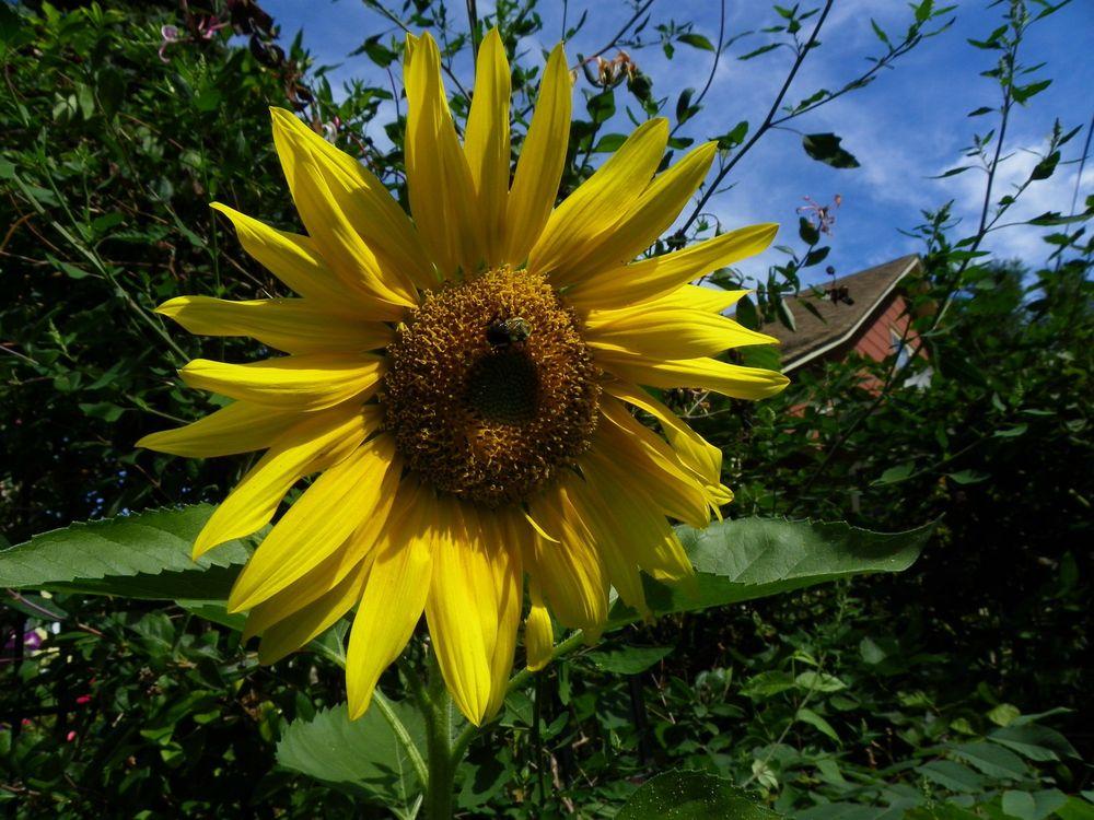 Sunflower (Helianthus annuus 'Snack Seed') in the Sunflowers Database ...