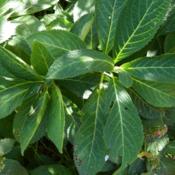 The Main Plant entry for Hydrangeas (Hydrangea) - Garden.org