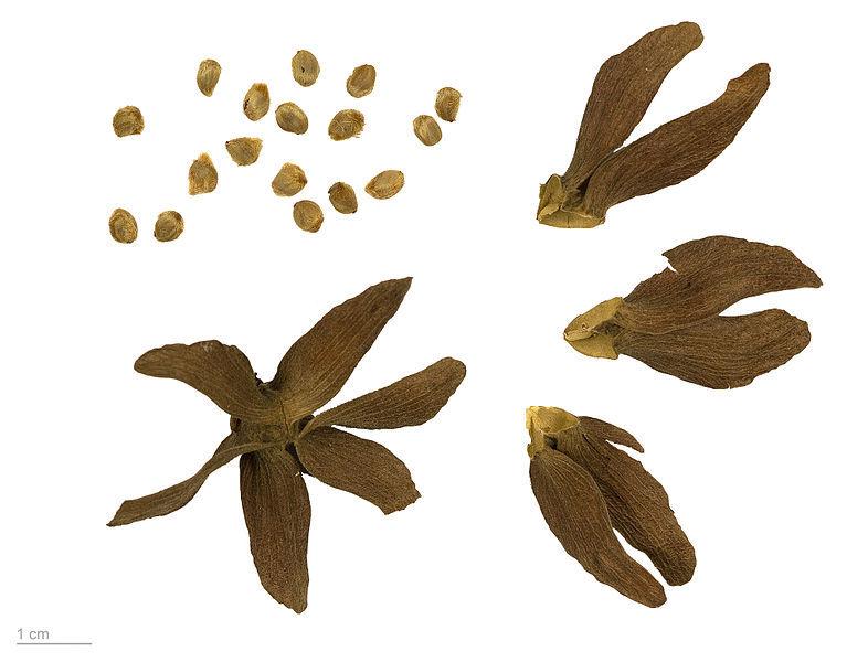 Berrya cordifolia - Garden.org