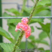 Red Porterweed (Stachytarpheta mutabilis) - Garden.org