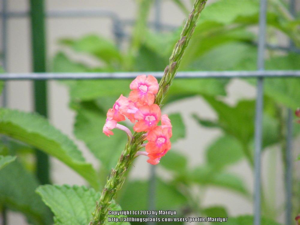 Photo of the bloom of Red Porterweed (Stachytarpheta mutabilis) posted ...