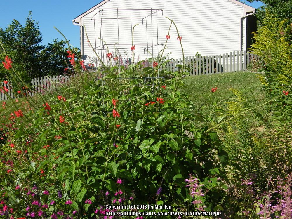 Photo of the bloom of Red Porterweed (Stachytarpheta mutabilis) posted ...
