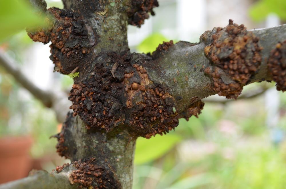 Strange knots on apple trees in the Pests and Diseases forum - Garden.org
