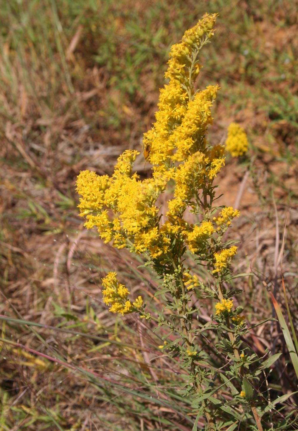 Gray Goldenrod (Solidago nemoralis subsp. decemflora) in the Goldenrods ...