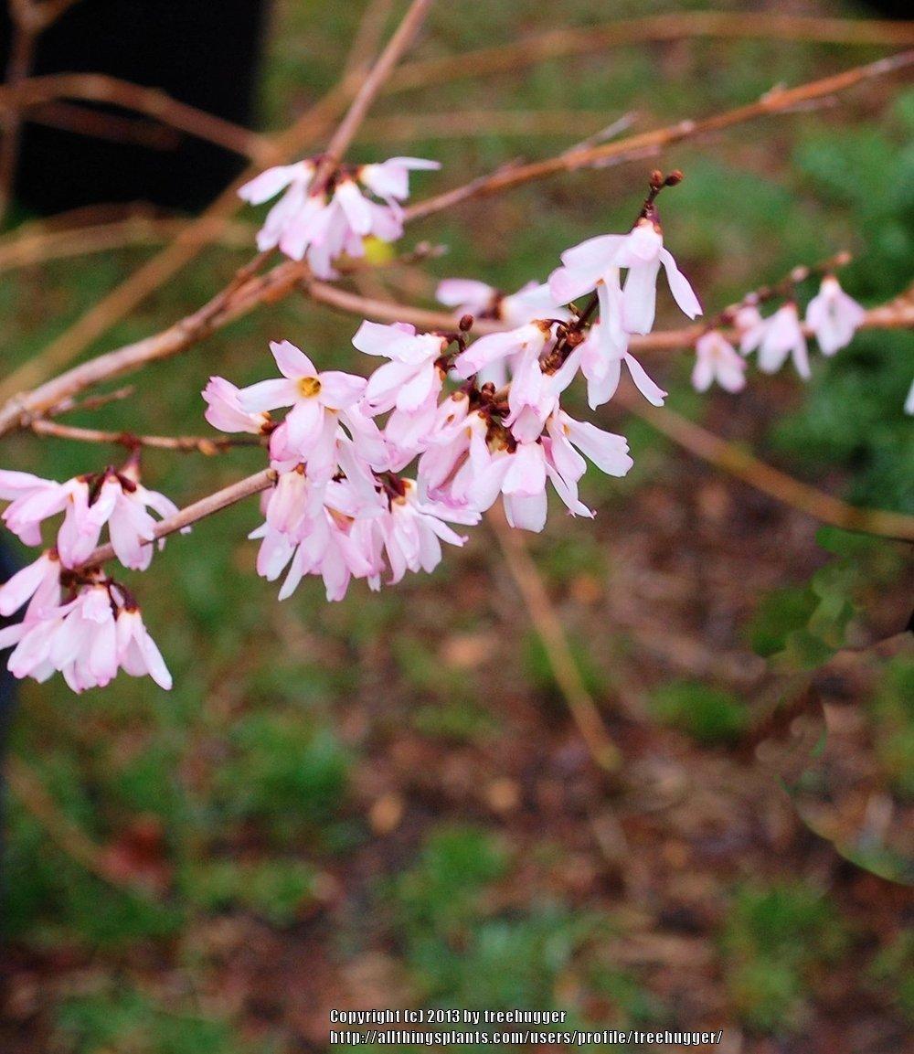 Photo of the bloom of Pink Forsythia (Abeliophyllum distichum 'Roseum ...