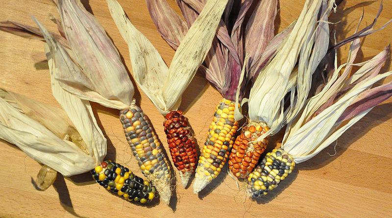Flint Corn (Zea mays subsp. mays 'Seneca Red Stalker') in the Corn ...