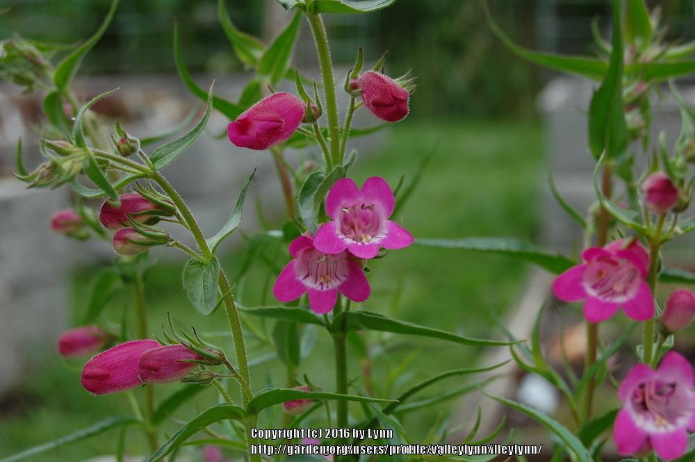 Penstemons: Plant Care and Collection of Varieties - Garden.org